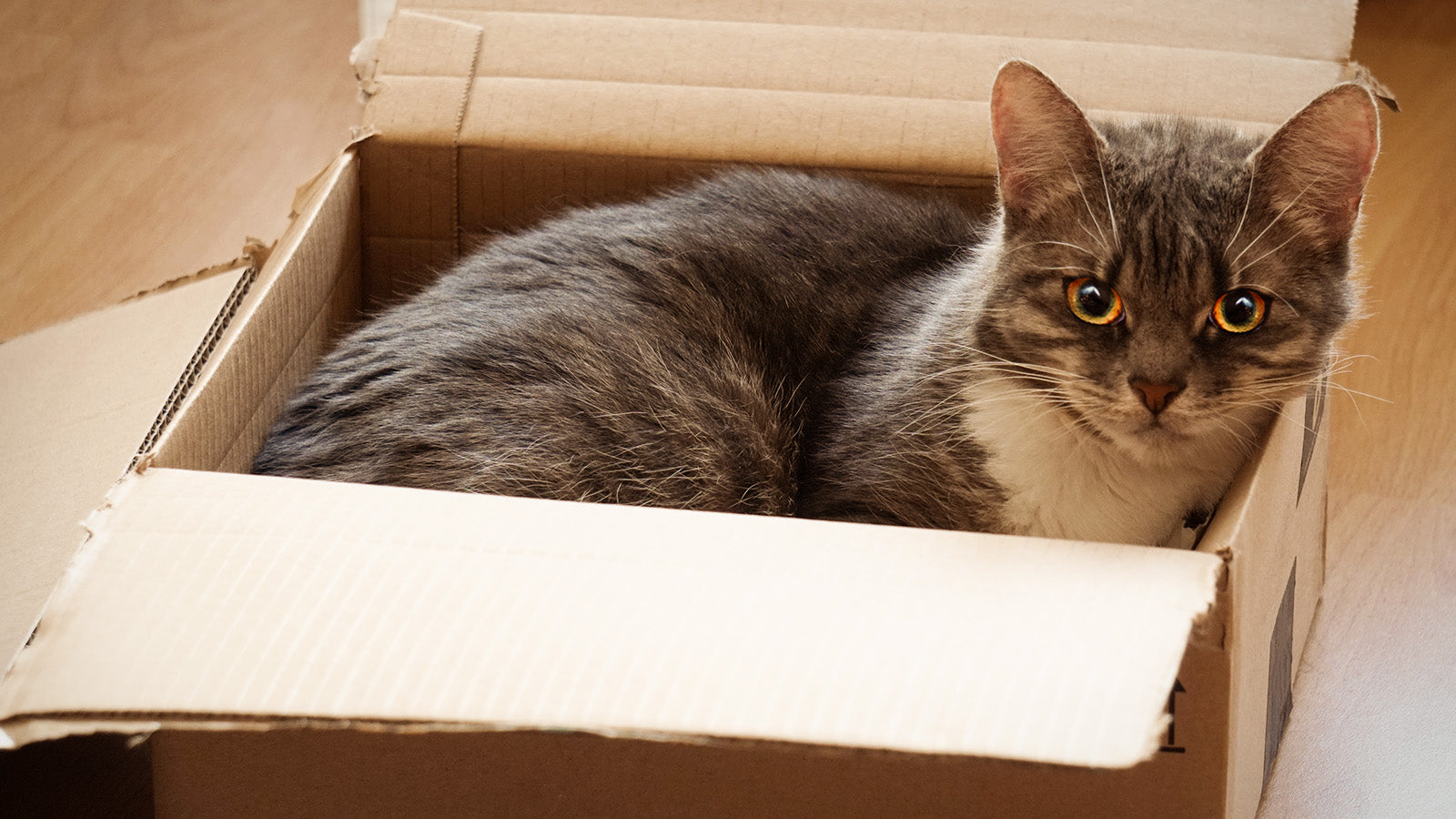 Why Cats Love Boxes: Understanding Feline Behavior and Benefits – elspet-us