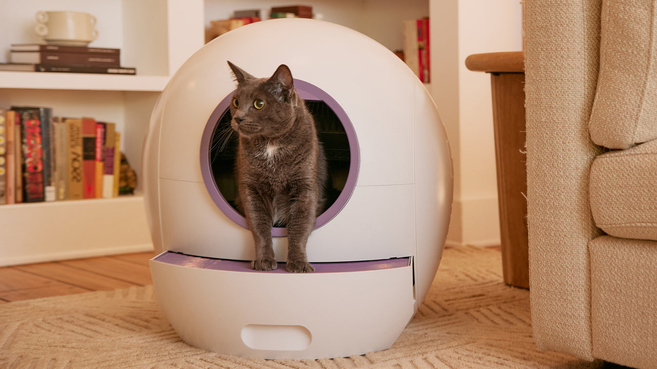 How to Choose the Best Place for a Litter Box: Top Tips for Optimal ...