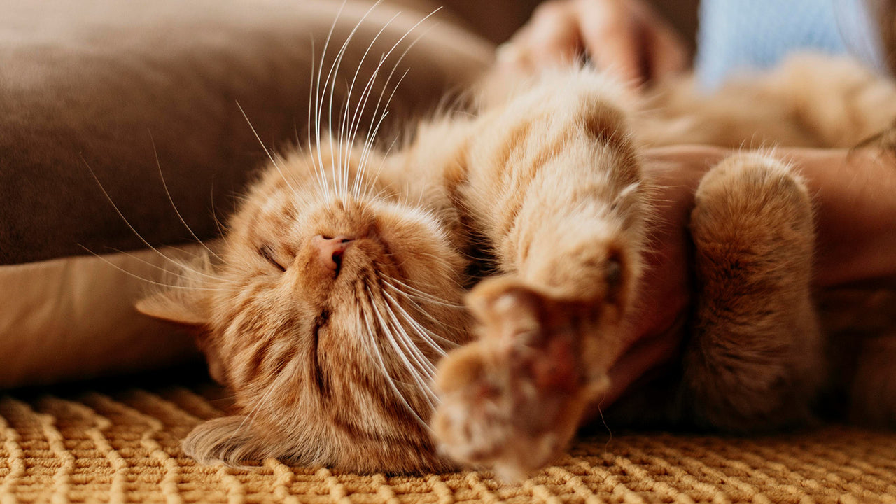 Signs Your Cat May Need a Different Litter Box Setup – elspet-us