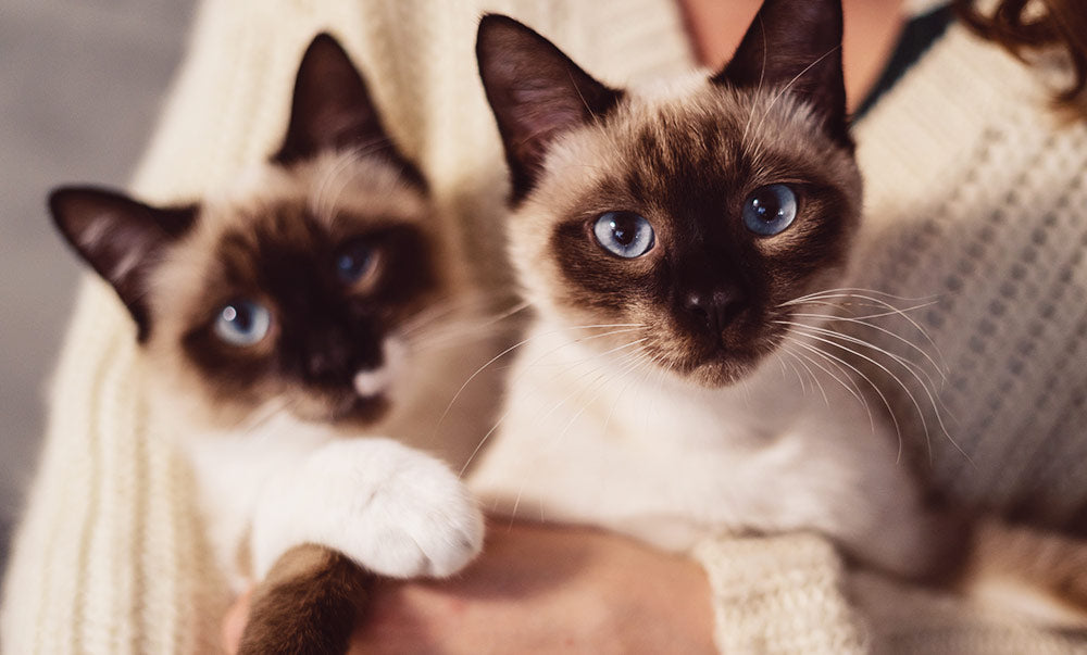 The Best Litter Box for Multiple Cats | Top Solutions for Multi-Cat ...