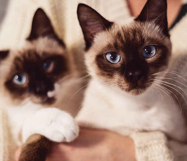 The Best Litter Box for Multiple Cats | Top Solutions for Multi-Cat ...