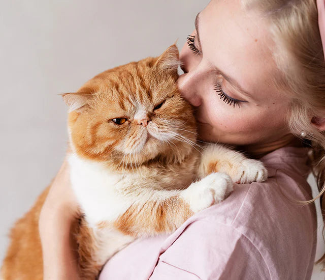 Some things to note for beginners raising cats – elspet-us