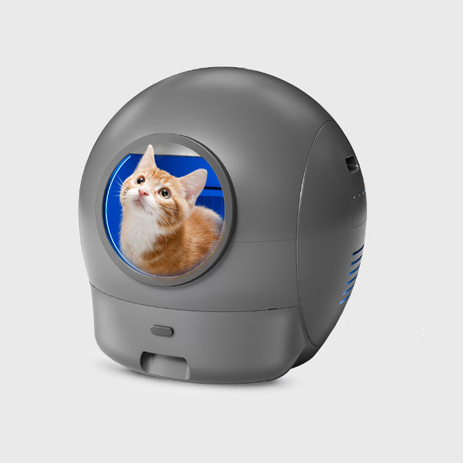 Understanding Cat Incontinence: How to Care for an Incontinent Cat ...