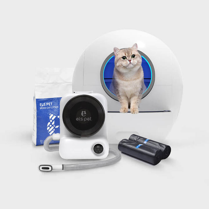 Understanding Cat Incontinence: How to Care for an Incontinent Cat ...